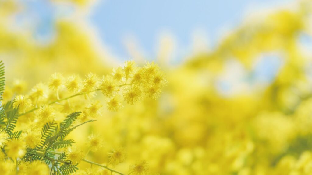 「第16回 化粧品開発展 -COSME Tech 2026 TOKYO-」出展のご案内 | シャンソン化粧品